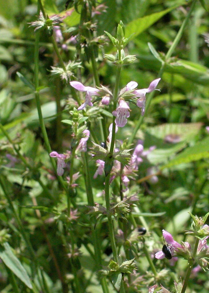 Hyssopleaf Hedgenettle from Richland County, SC, USA on July 3, 2003 at ...