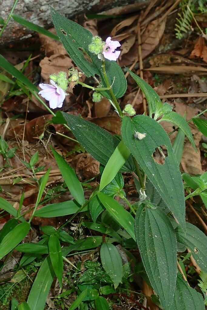 Dupineta multiflora from Lekoko, Gabon on August 13, 2023 at 03:27 PM ...