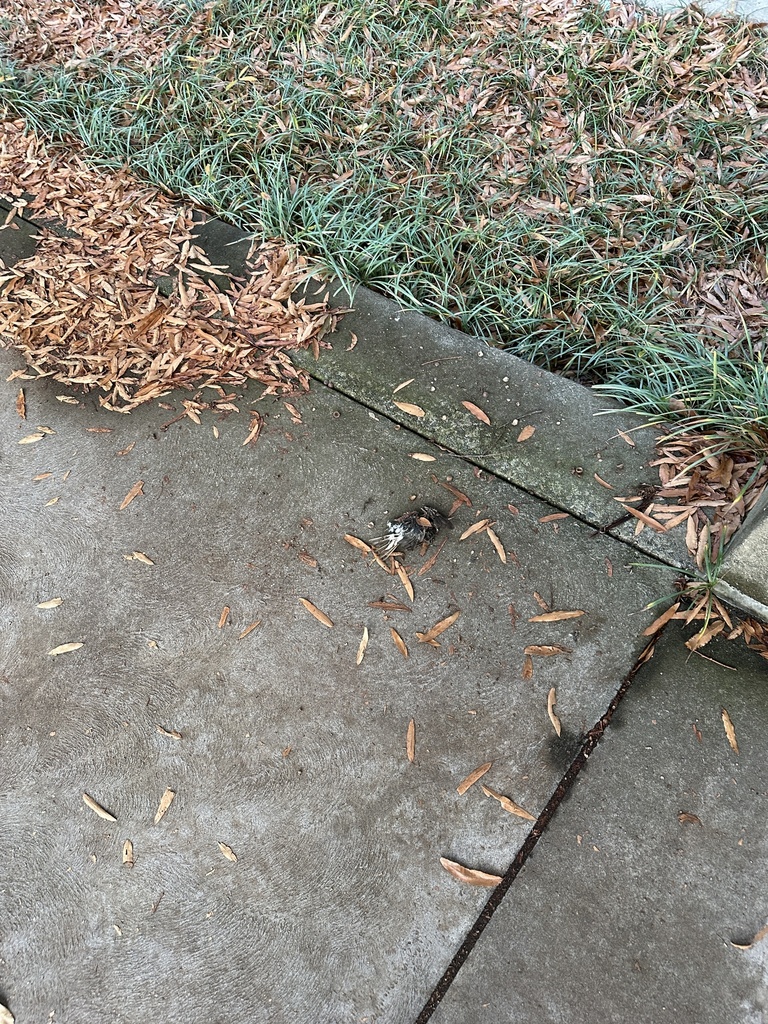 Birds from Duke University, Durham, NC, US on December 6, 2023 at 07:52 ...