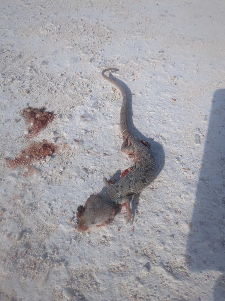 Texas Alligator Lizard from Del Rio, TX 78840, USA on December 7, 2023 ...