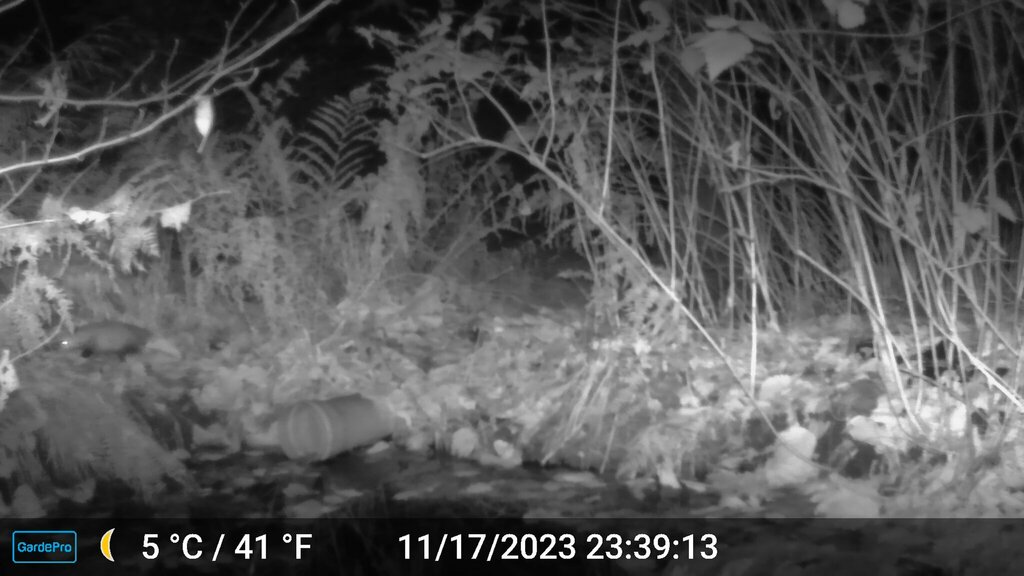 Virginia Opossum from Promontory, Chilliwack, BC V2R, Canada on ...