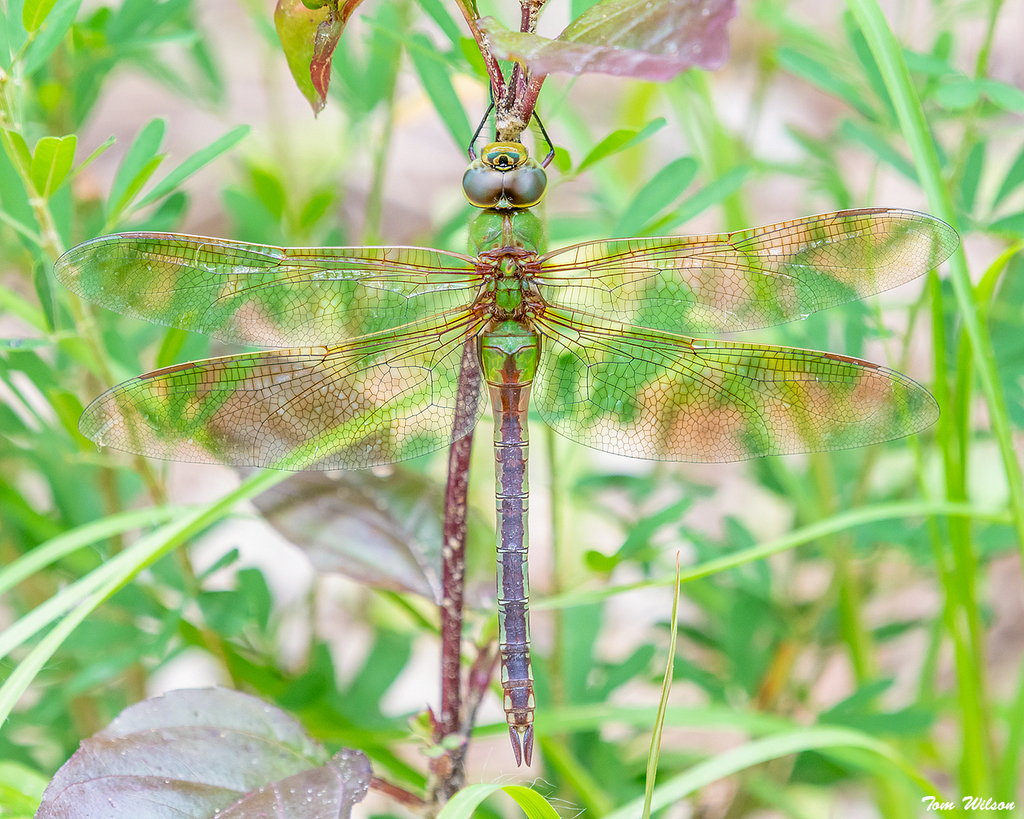 Common Green Darner from Cherokee County, GA, USA on June 1, 2020 at 02 ...