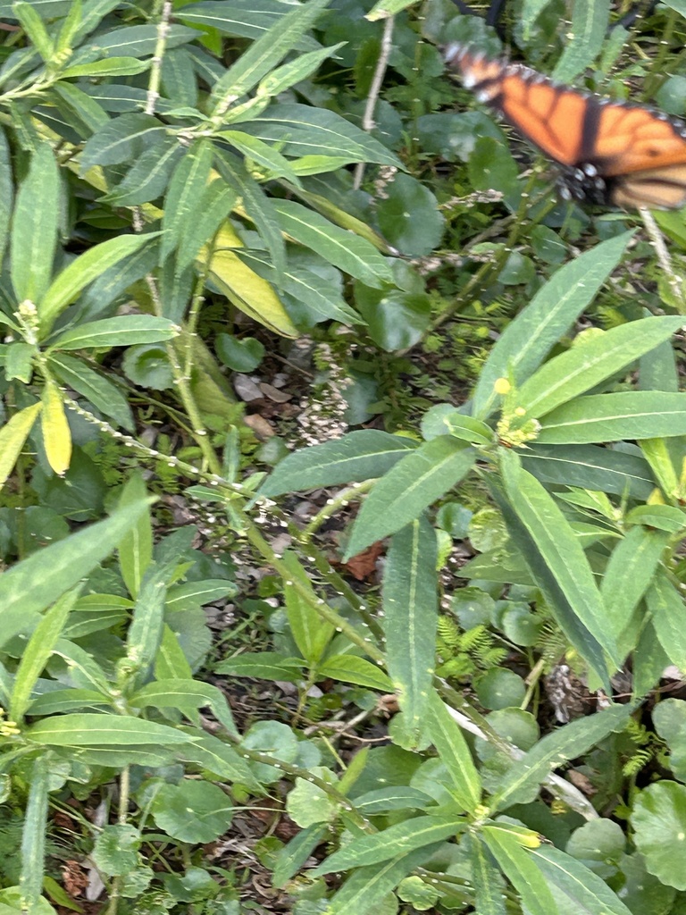 Monarch from Miami Beach Botanical Garden, Miami Beach, FL, US on ...
