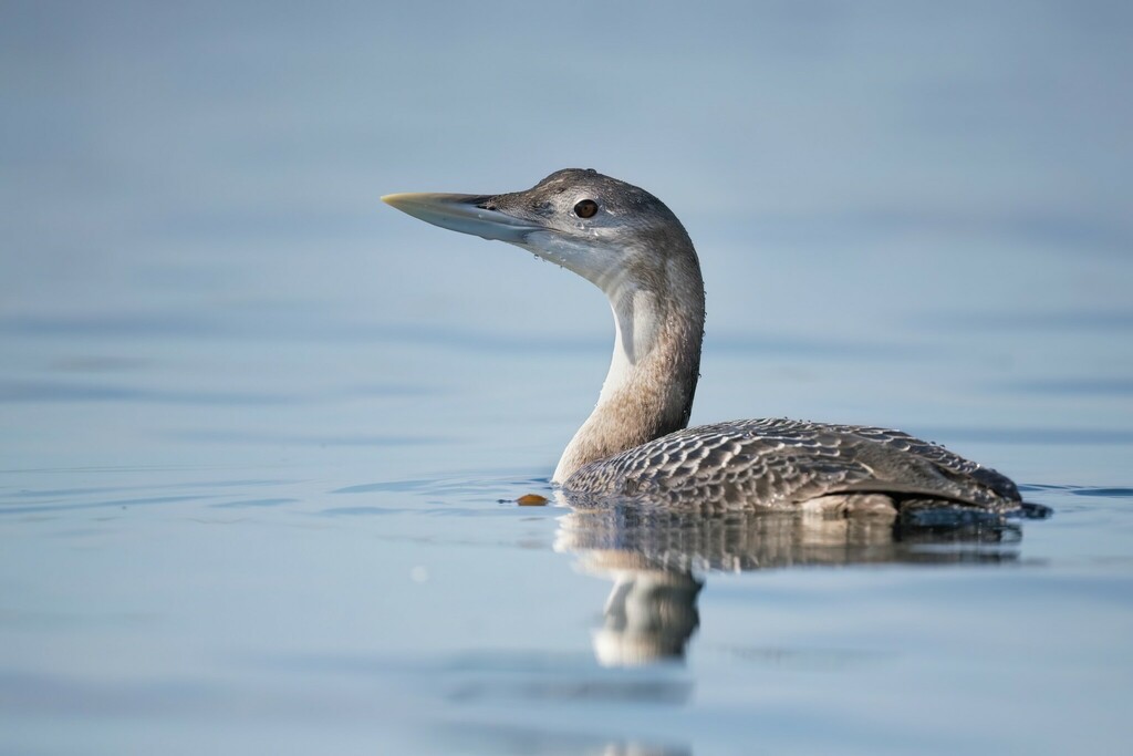 Yellow-billed Loon from Mission Bay, San Diego County, US-CA, US on ...