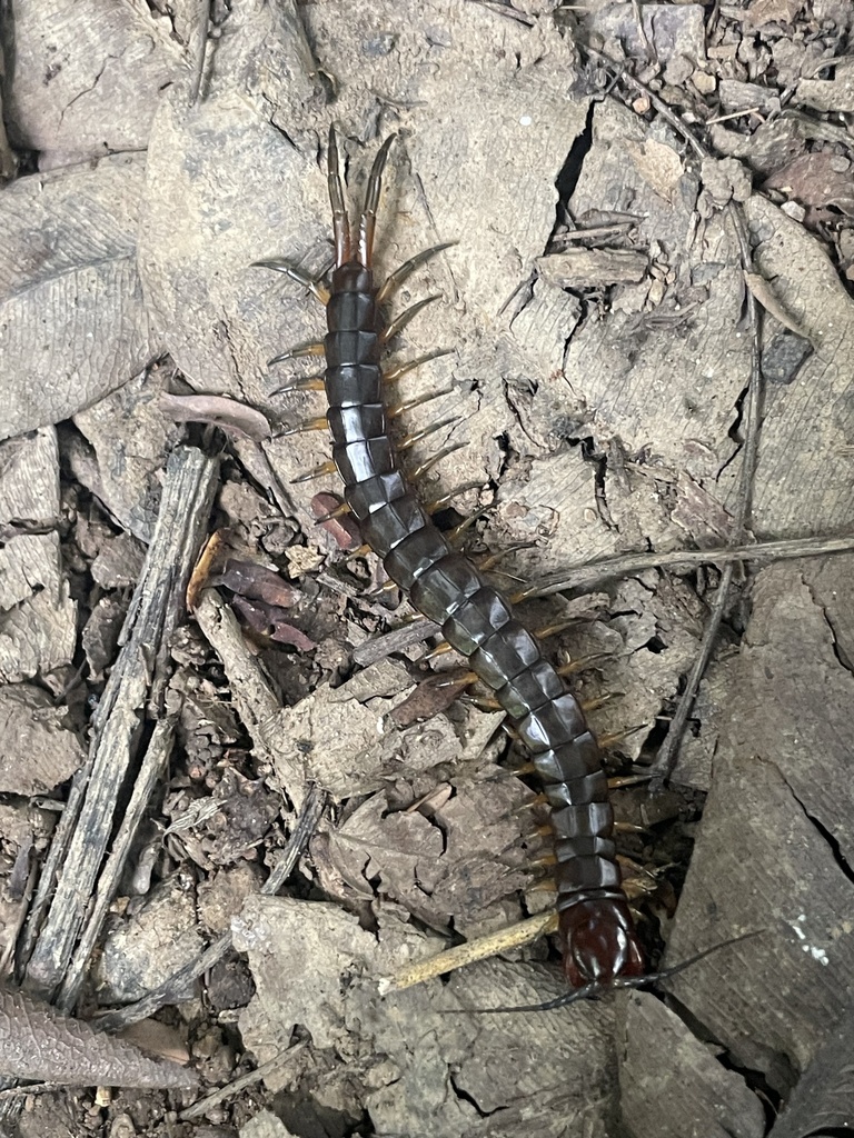 Caribbean Giant Centipede from Puerto Rico, San Juan, Puerto Rico, US ...