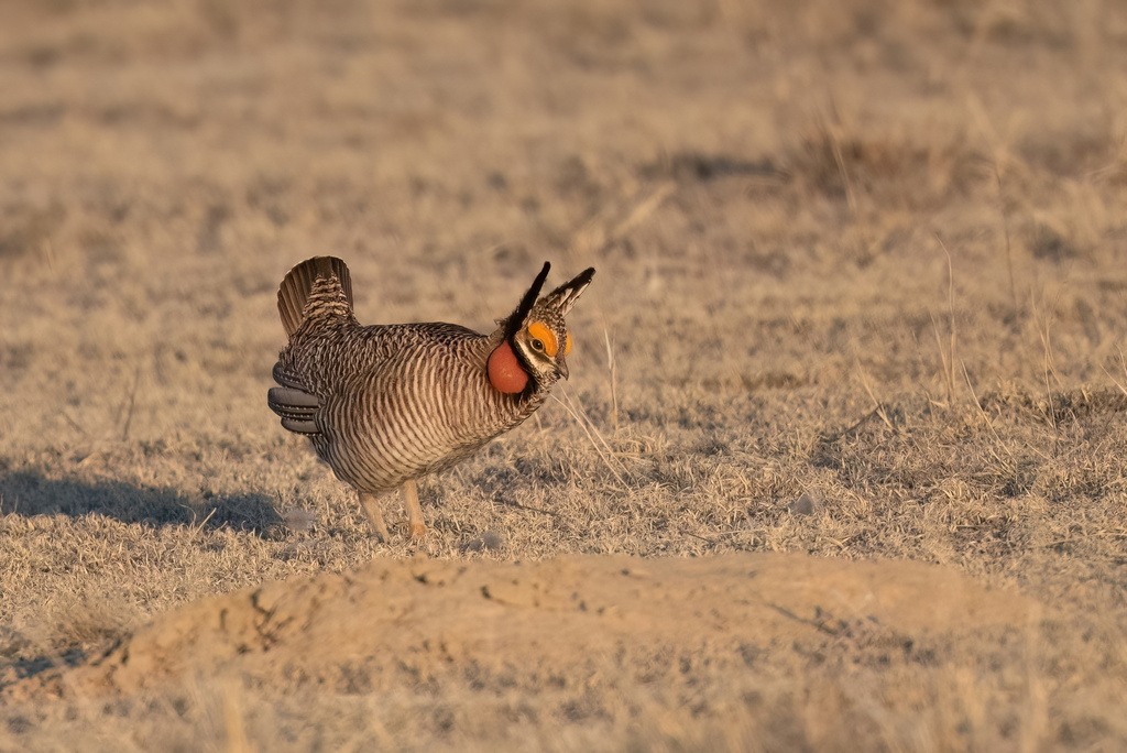 Lesser Prairie-Chicken in April 2023 by Adam Jackson. https://ebird.org ...