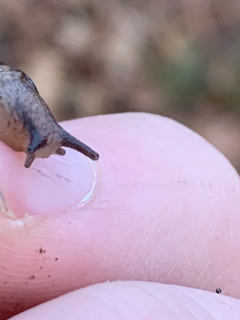 Milky Slug from Butler Ave, New Castle, PA, US on December 7, 2023 at ...