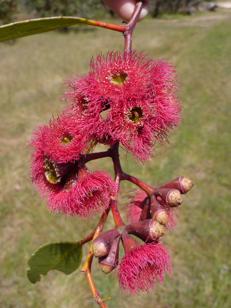 Red-flowered mallee box from Gawler Ranges SA 5655, Australia on ...
