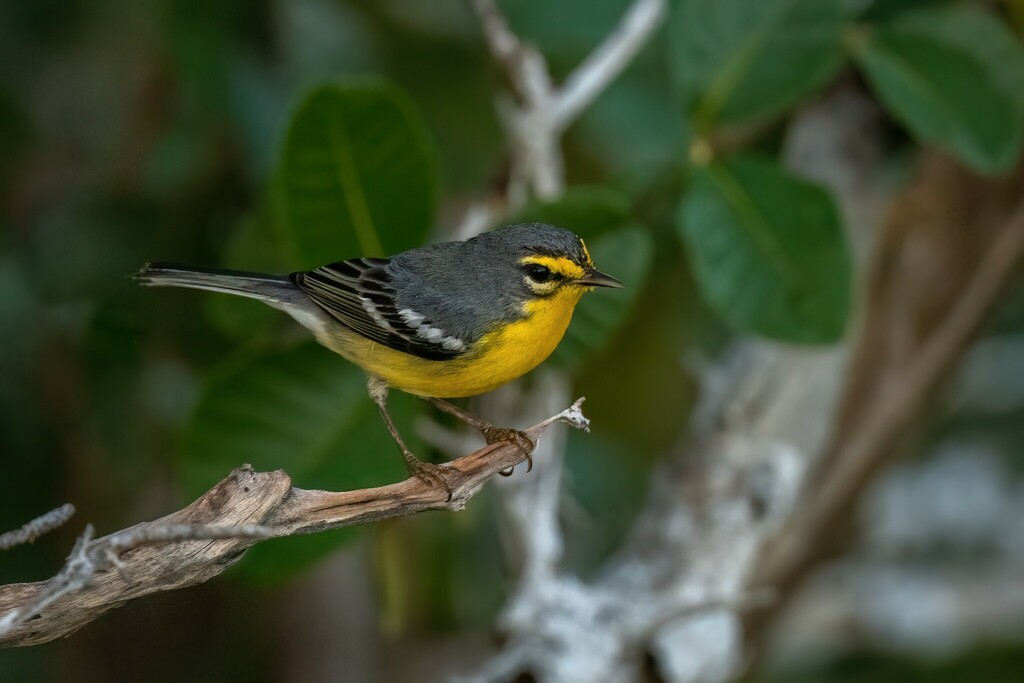Adelaide's Warbler from Guánica, PR on November 11, 2022 at 05:08 PM by ...