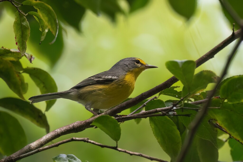 Adelaide's Warbler from Arecibo, PR on November 9, 2022 at 11:04 AM by ...