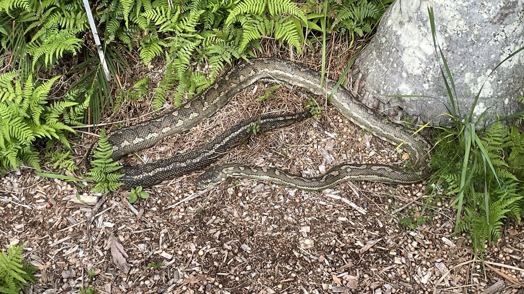 Coastal Carpet Python from Brisbane Botanic Gardens Mount Coot-tha ...