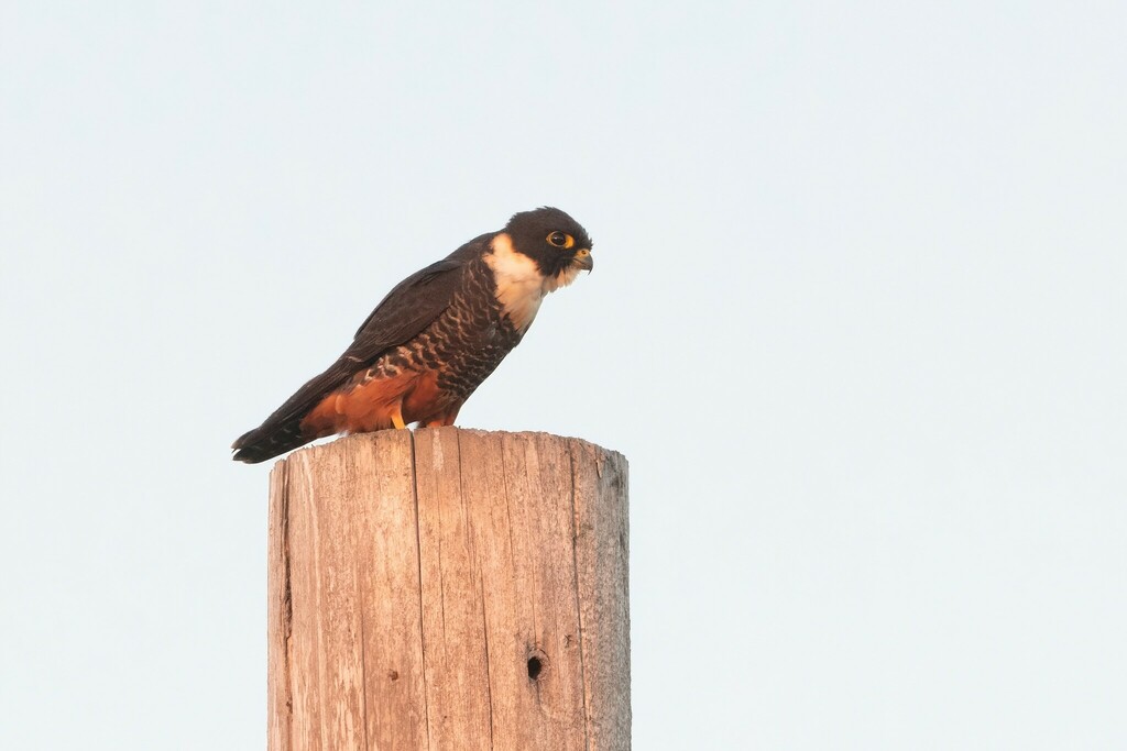 Bat Falcon from Hidalgo County, US-TX, US on January 14, 2022 at 04:06 PM by Adam Jackson. https ...