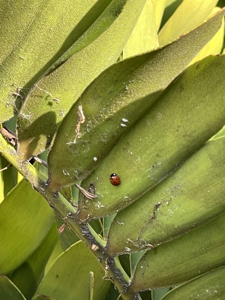 Seven-spotted Lady Beetle from Cerritos College, Cerritos, CA, US on ...