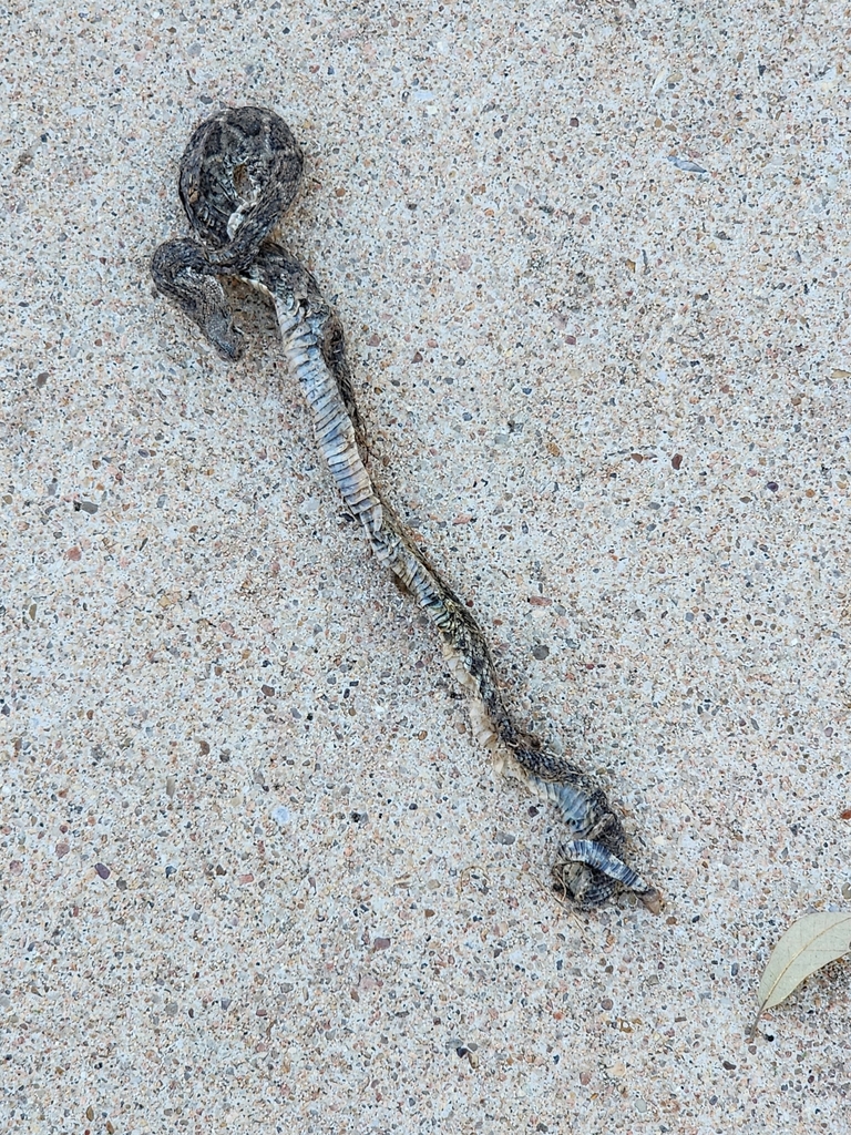 Western Diamond-backed Rattlesnake from West Oak Hill, Austin, TX, USA ...