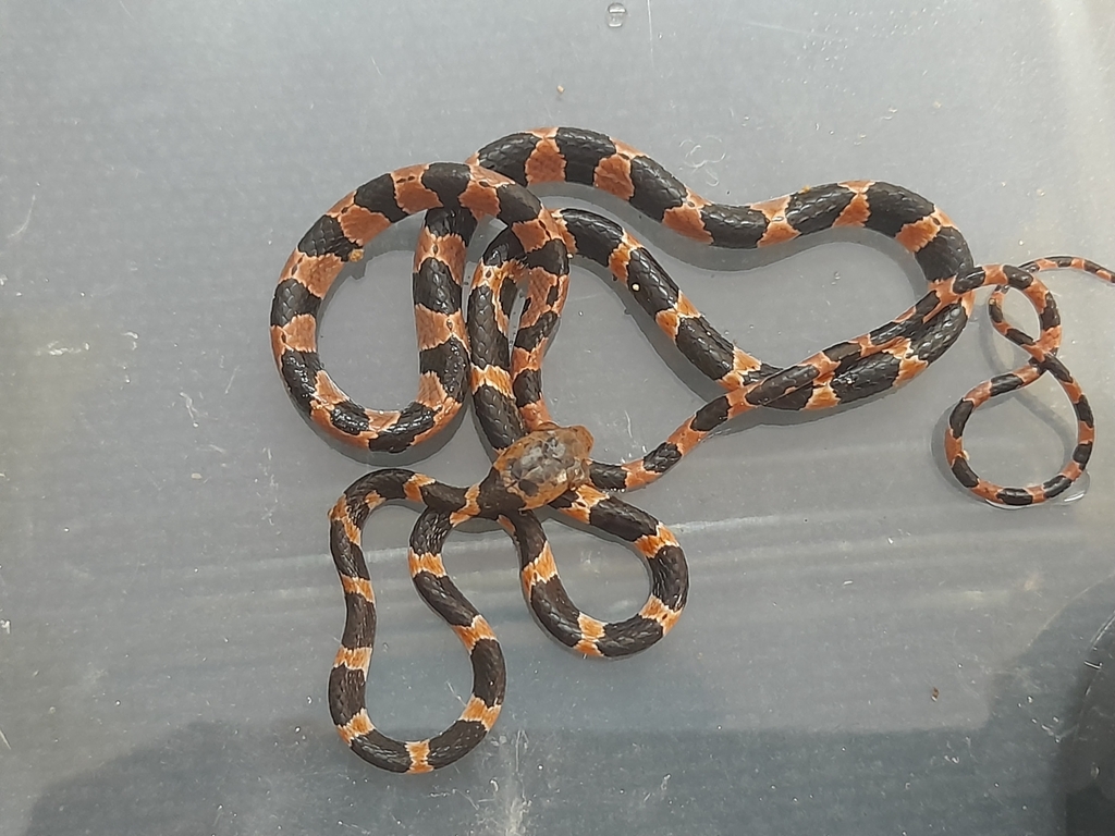 Yucatán Blunt-headed Tree Snake from Puerto Morelos, Q.R., México on ...