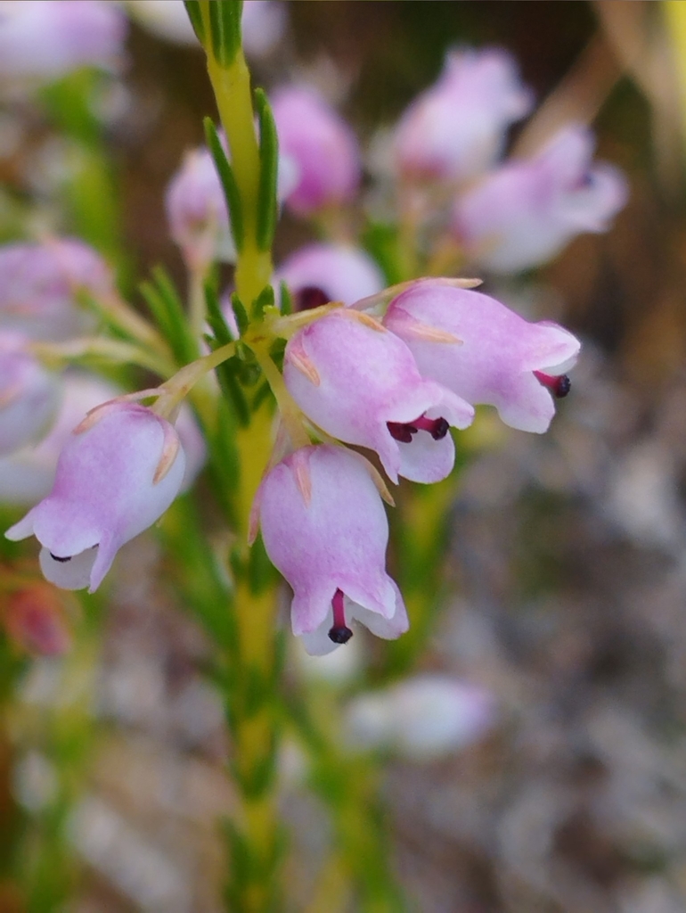 Pearl Heath from Kenilworth Racecourse Conservation Area, Cape Town ...