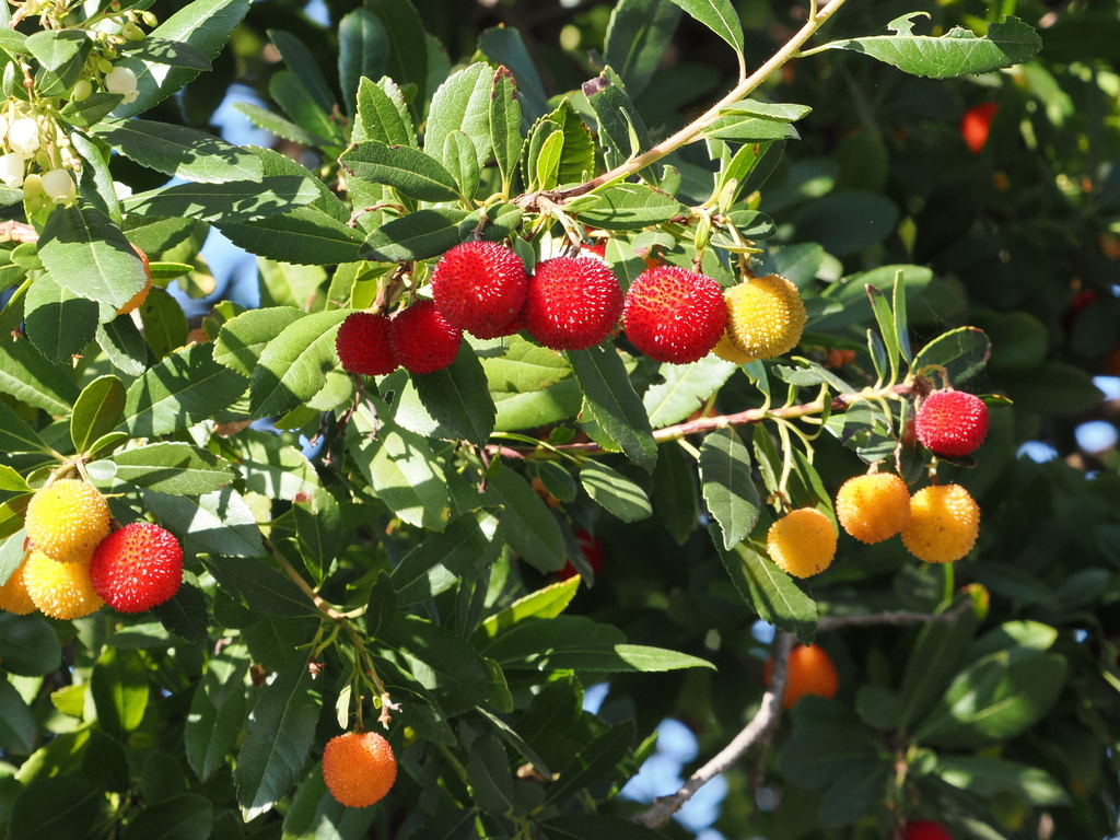 strawberry tree from South Arroyo, Pasadena, CA, USA on December 7 ...