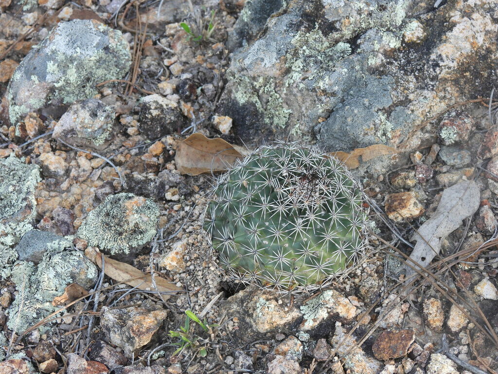 Coryphantha clavata from San Luis de la Paz, Gto., México on November ...