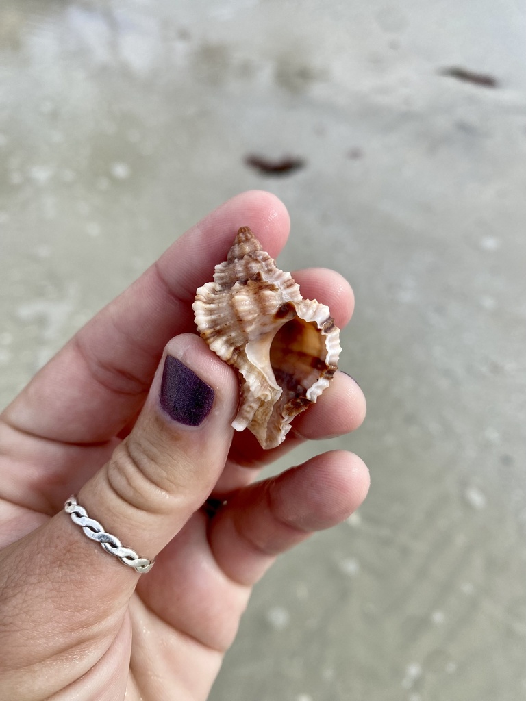 Apple Murex from North Atlantic Ocean, Naples, FL, US on December 7 ...