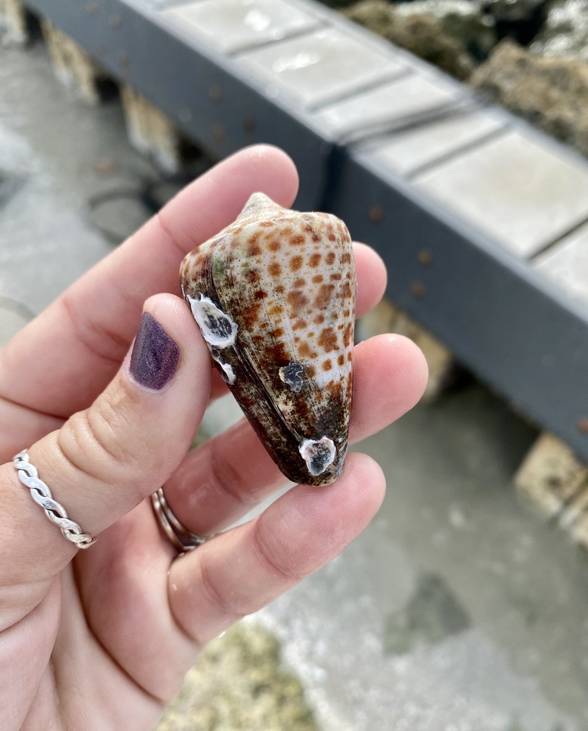 Alphabet Cone from North Atlantic Ocean, Naples, FL, US on December 7 ...