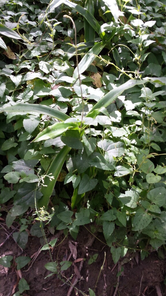 False Bromeliad Plant in February 2016 by pcopping_ecp · iNaturalist