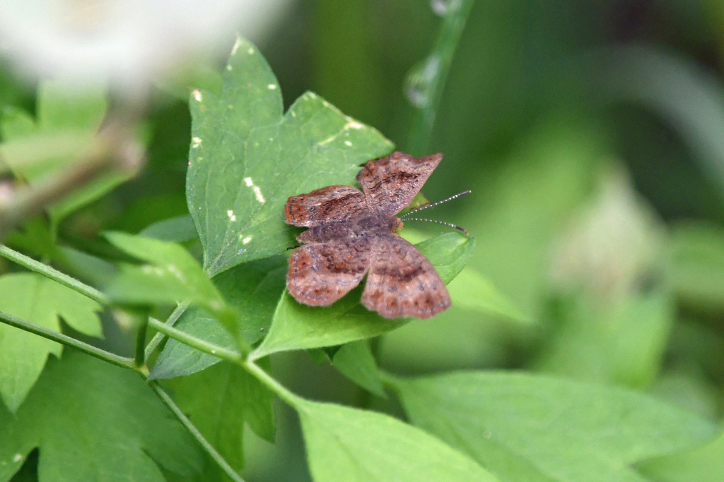 Rounded Metalmark from Cameron County, TX, USA on December 5, 2023 at ...