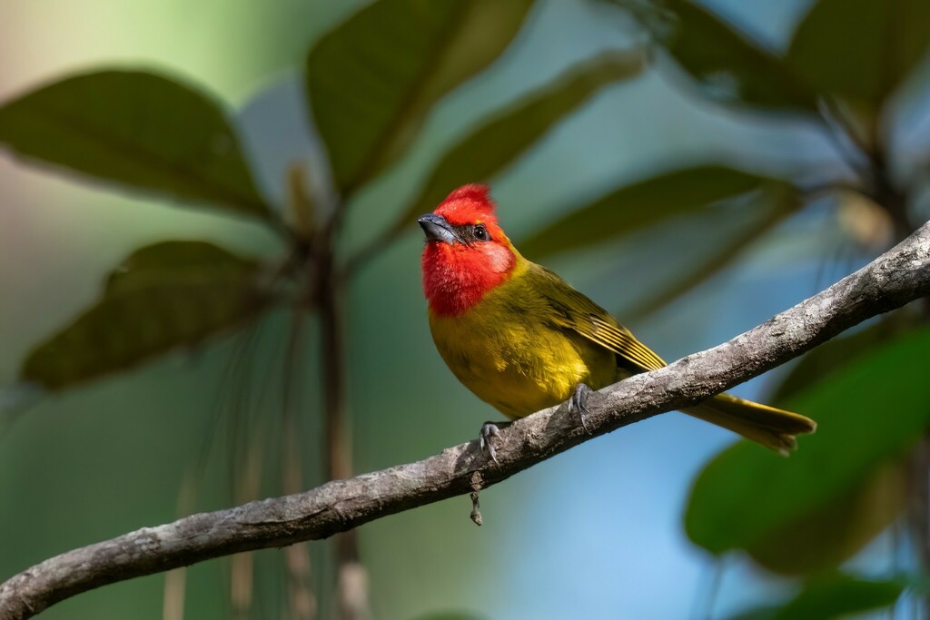 Red-headed Tanager from San Sebastián del Oeste, MX-JA, MX on August 10 ...