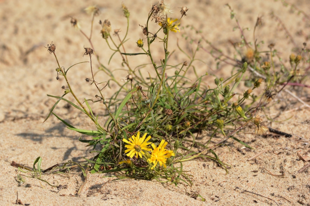Canada hawkweed from Powiat nowodworski, Polska on August 26, 2017 at ...