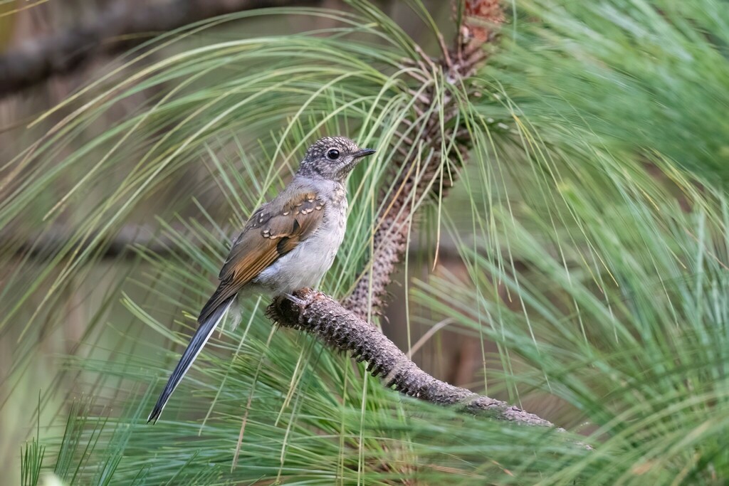 Brown-backed Solitaire from San Sebastián del Oeste, MX-JA, MX on ...
