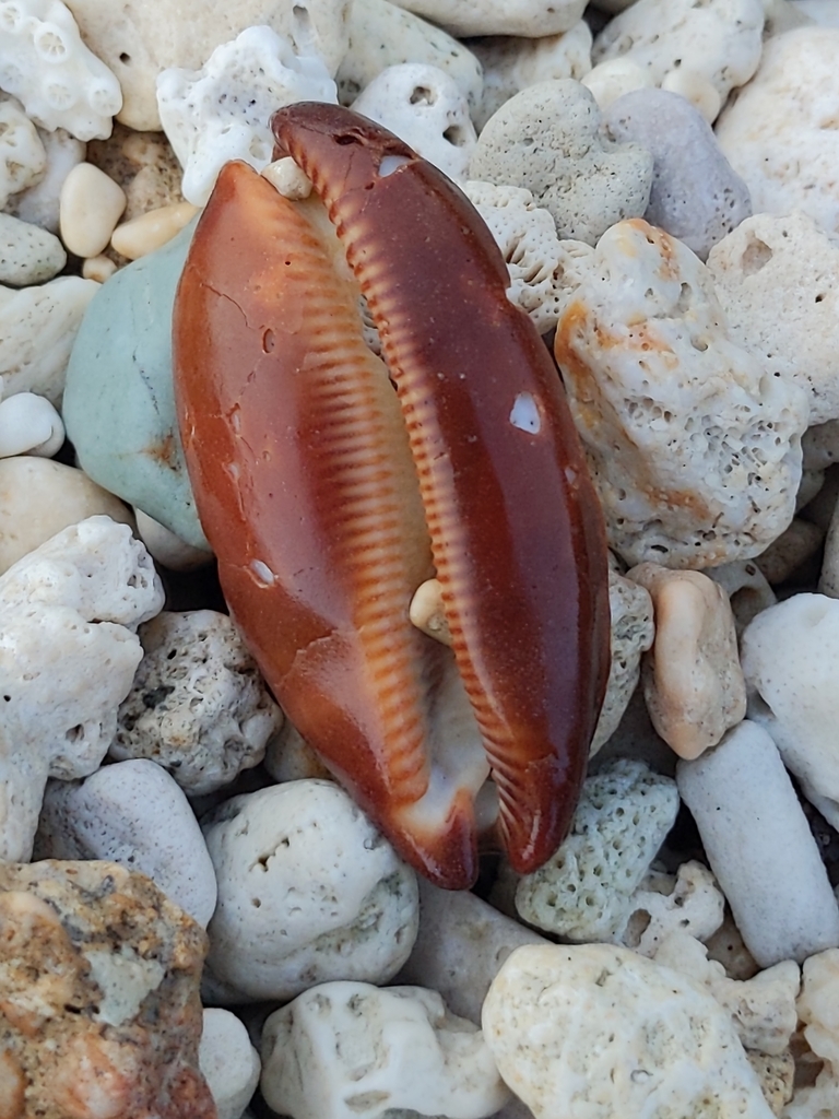 Mole Cowrie from Samboan, PH-CB, PH on December 8, 2023 at 06:49 AM by ...