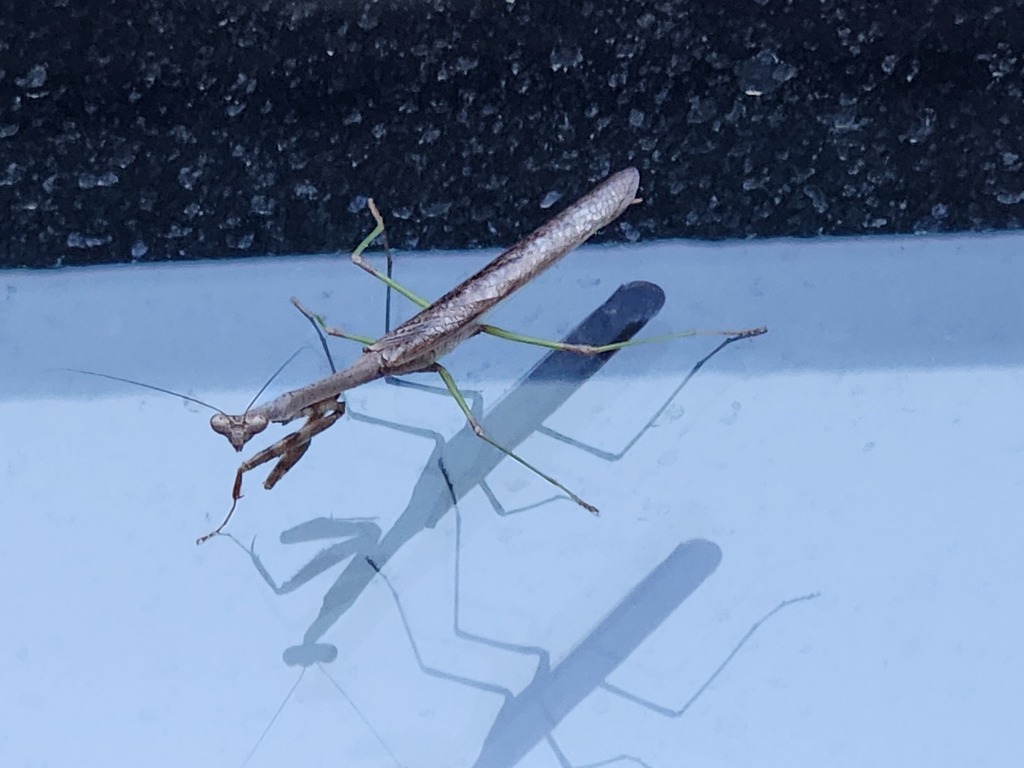 Carolina Mantis from Columbia, MD, USA on September 8, 2023 at 06:44 AM ...