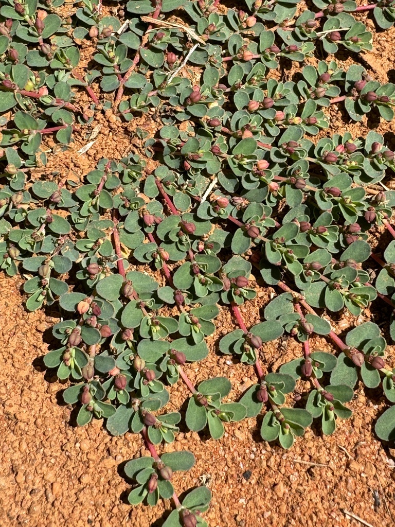 caustic weed from Scotia, NSW, AU on December 4, 2023 at 11:19 AM by ...