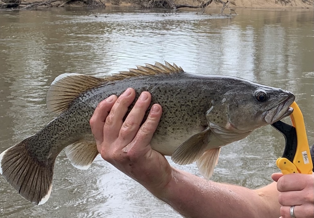 Trout cod in December 2021 by kegsgb · iNaturalist