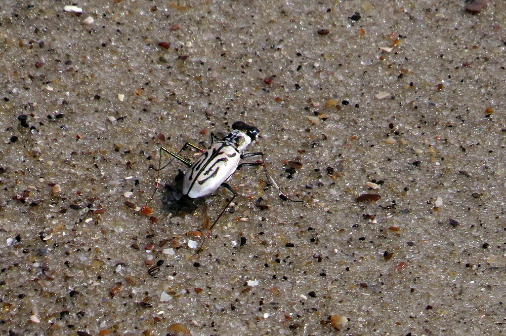 Eastern Beach Tiger Beetle in June 2014 by rauvbbj · iNaturalist