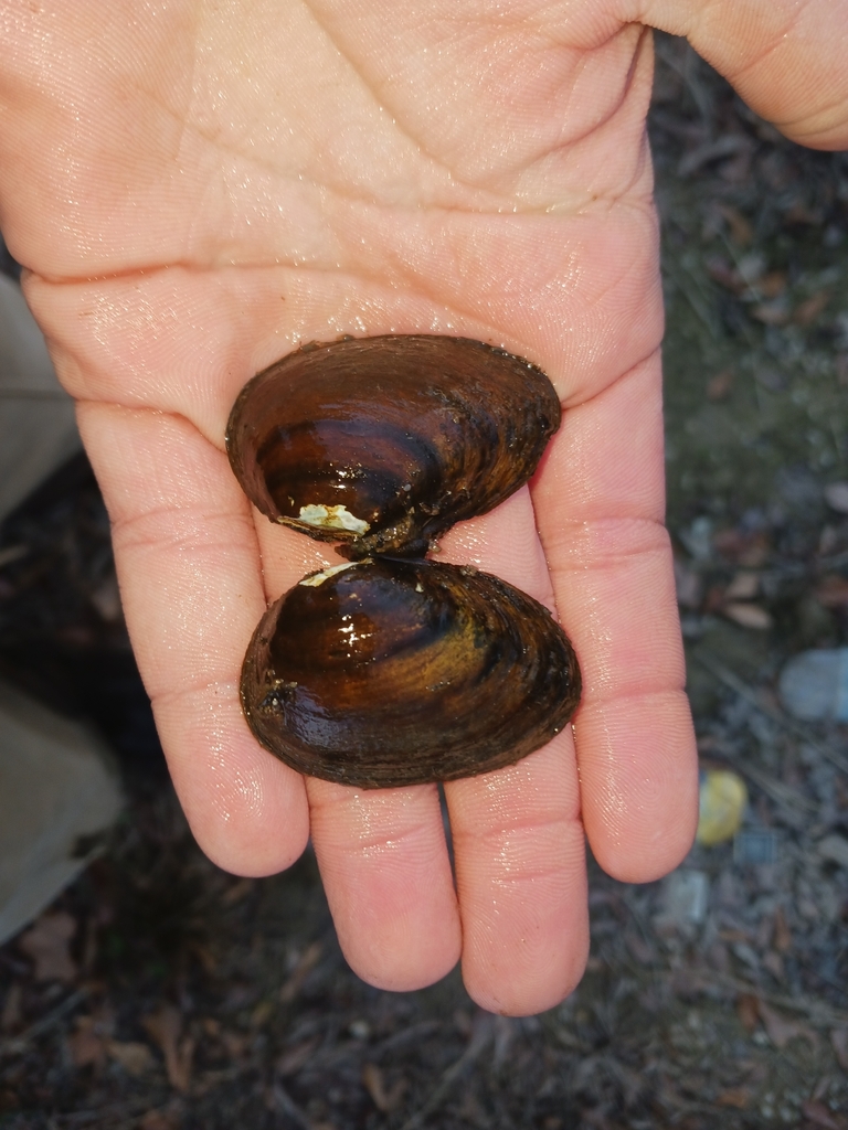 Southern Clubshell in December 2023 by Robert Lamb · iNaturalist