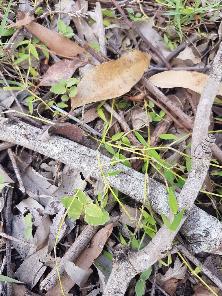 White Root in December 2017 by pcopping_ecp · iNaturalist