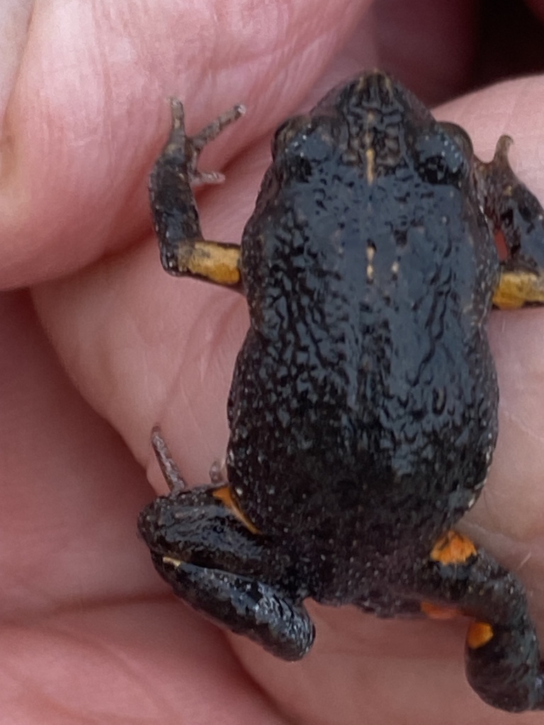Dusky Toadlet from Burraneer Rd, Coomba Park, NSW, AU on December 8 ...
