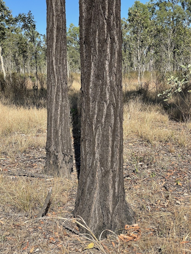 Queensland grey ironbark from Yabulu QLD 4818, Australia on August 4 ...