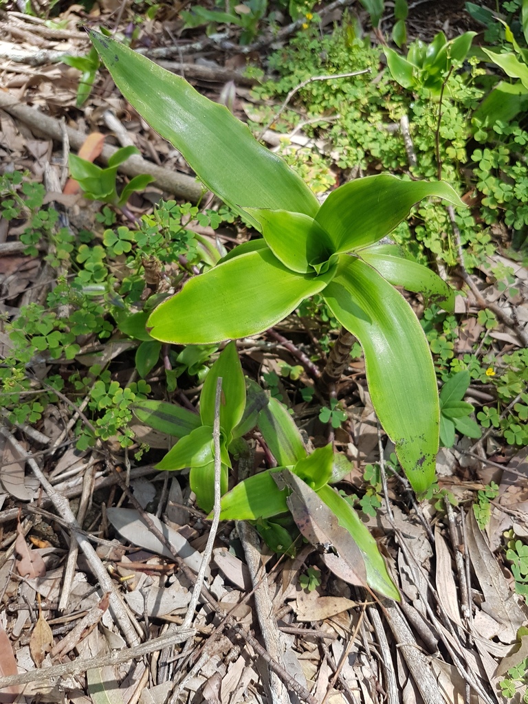 False Bromeliad Plant in December 2017 by pcopping_ecp · iNaturalist