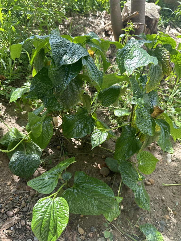 Lolot Pepper from Mount Gravatt-Capalaba Rd, Wishart, QLD, AU on ...