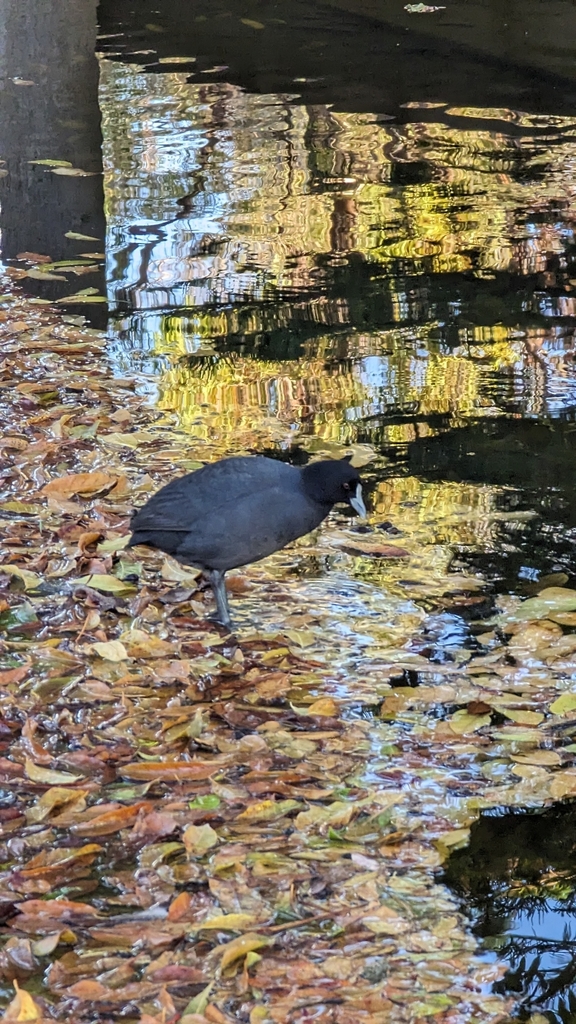 Australasian Coot from Joondalup WA 6027, Australia on June 18, 2023 at ...