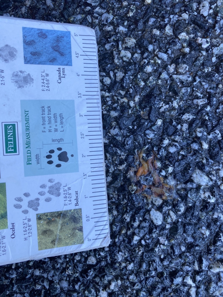 Pacific Newts from Santa Clara County, CA, USA on December 7, 2023 at ...