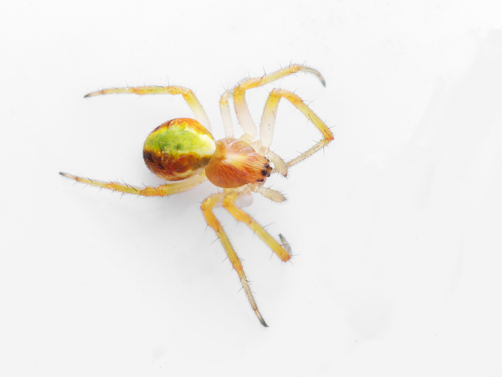 Novaranea queribunda from Point View Reserve, East Tamaki Heights ...
