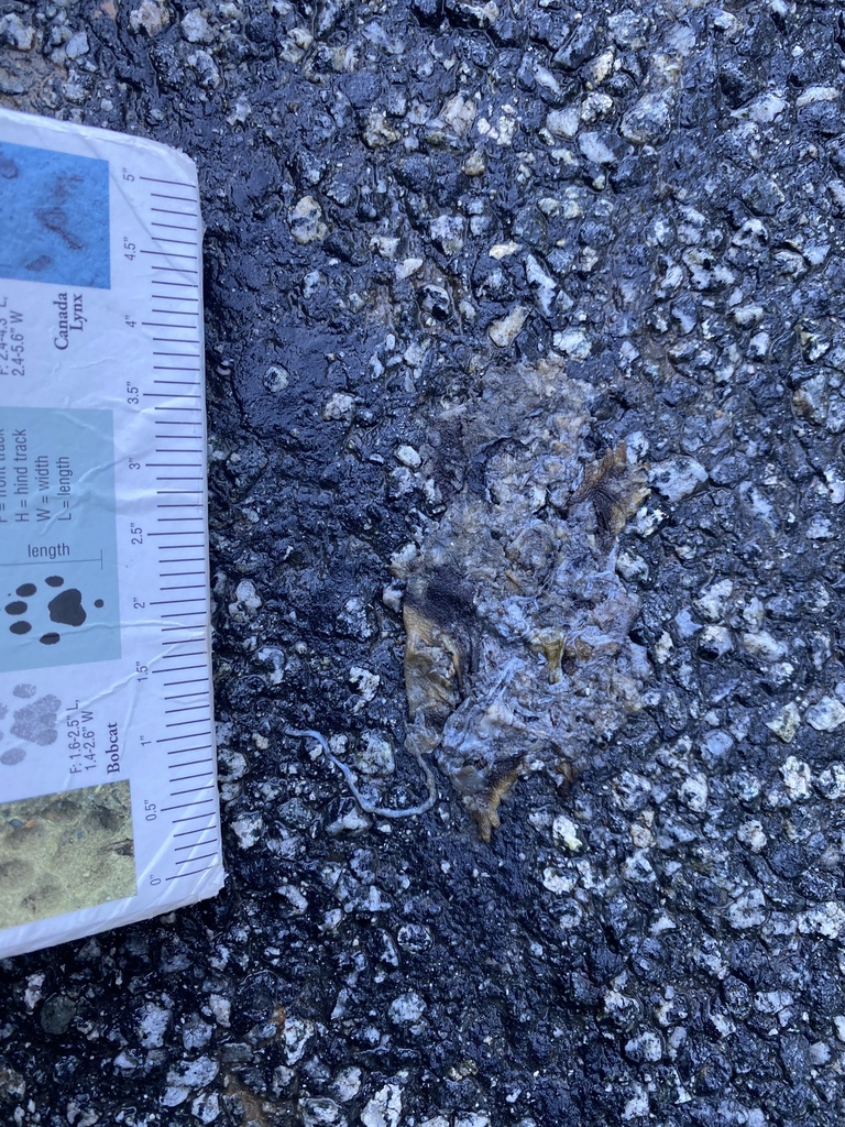 Pacific Newts from Santa Clara County, CA, USA on December 7, 2023 at ...