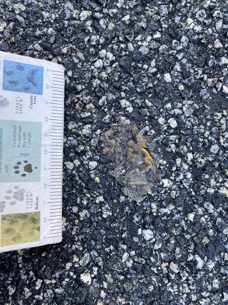 Pacific Newts from Santa Clara County, CA, USA on December 7, 2023 at ...