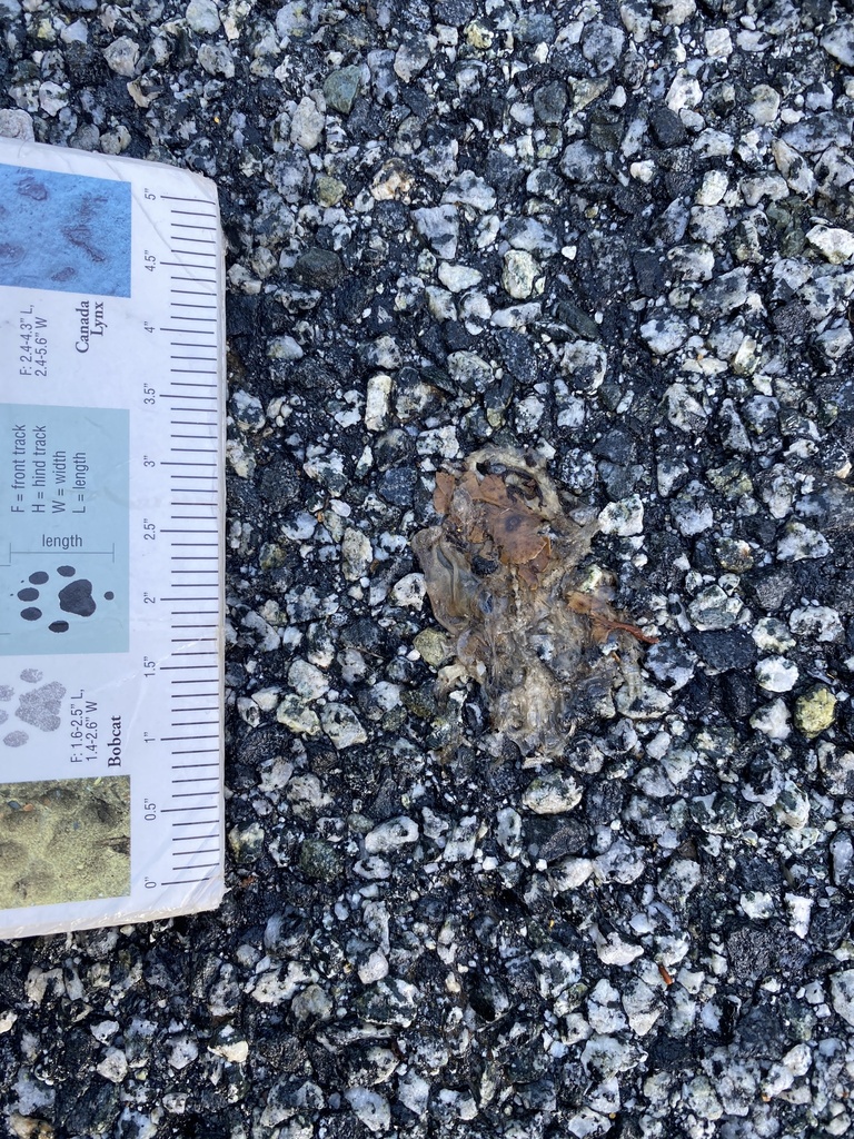 Pacific Newts from Santa Clara County, CA, USA on December 7, 2023 at ...