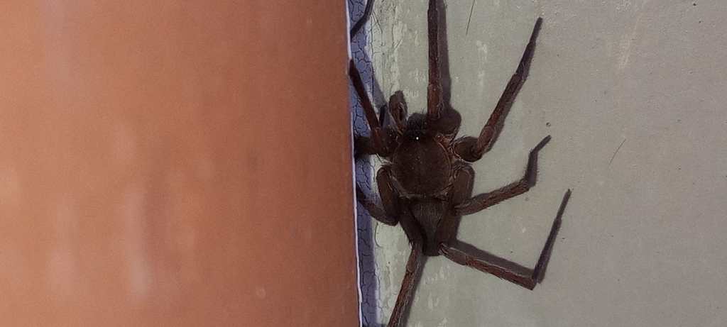 Zorocrates from 45200 Jal., México on December 7, 2023 at 05:37 PM by ...