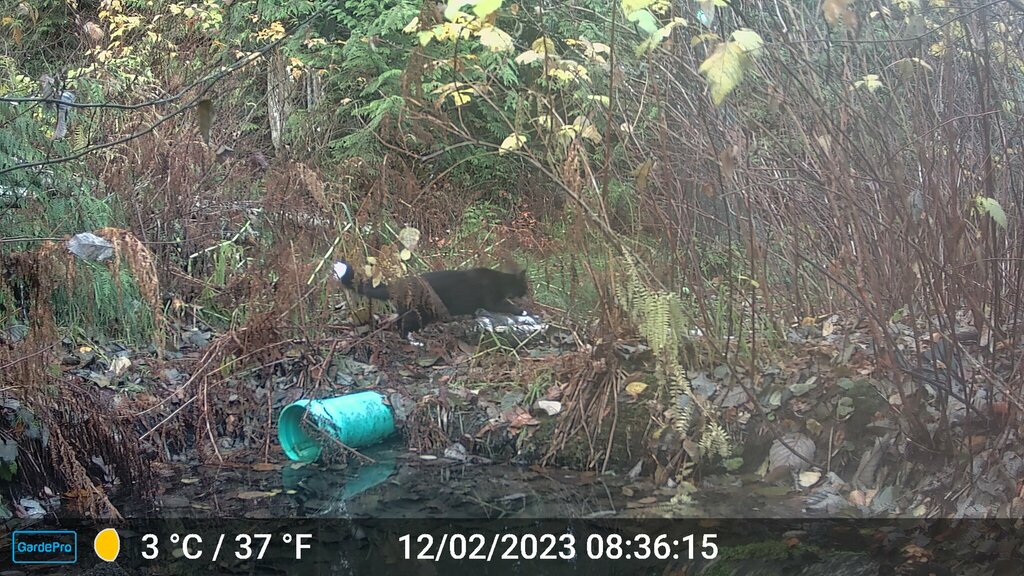 Domestic Cat from Promontory, Chilliwack, BC V2R, Canada on December 2 ...