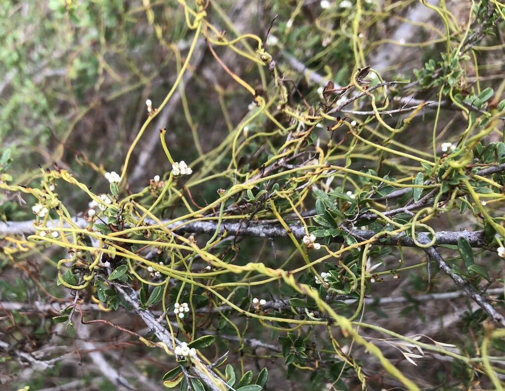 Slender Devil's Twine from Wirrega SA 5267, Australia on December 8 ...