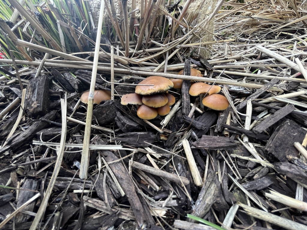 Psilocybe allenii in December 2023 by simonsays1432 · iNaturalist